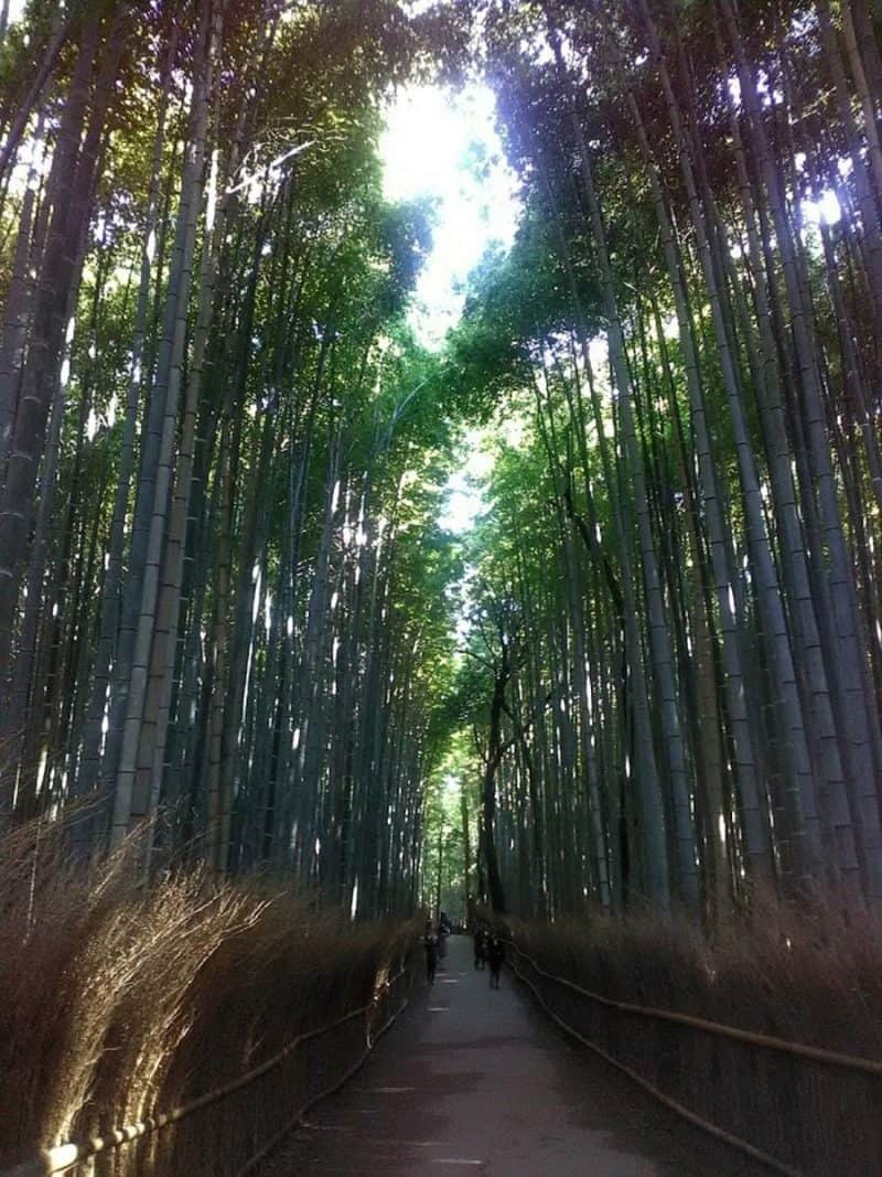 Five awesome cheap things to do in Kyoto with kids | Adventure and Sunshine